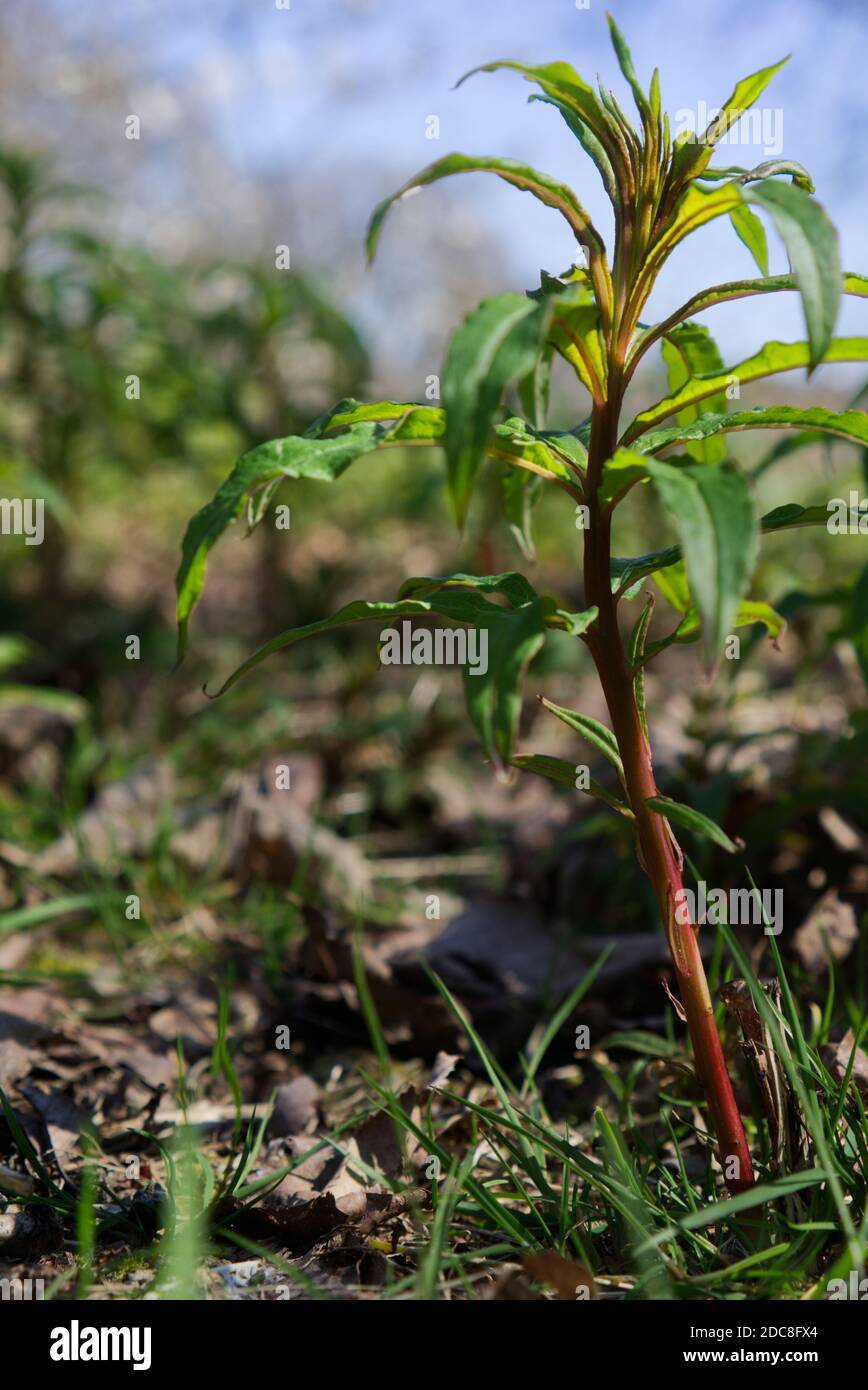 From low down hi-res stock photography and images - Alamy