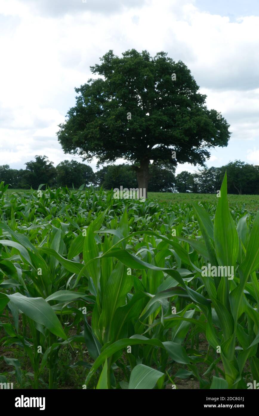 Large tree in a corn field hi-res stock photography and images - Alamy
