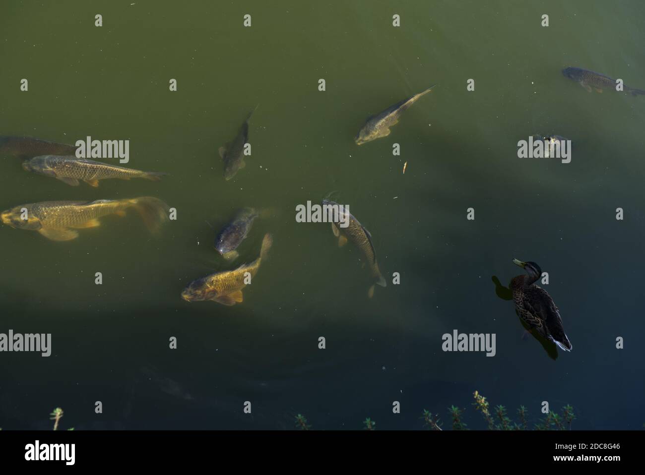 Duck floating on water above fish Stock Photo - Alamy