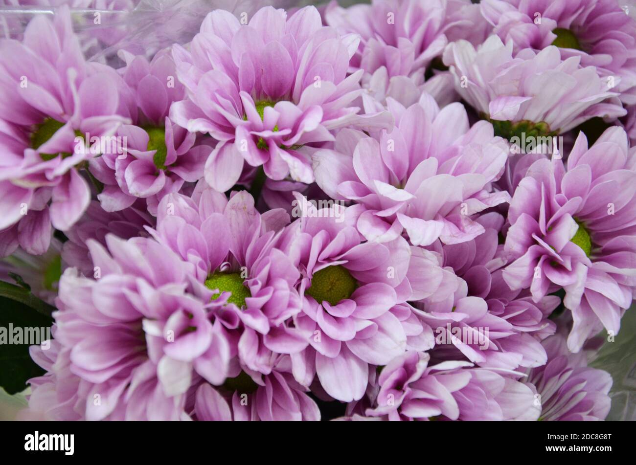 beutiful violet purple flowers background texture rose Stock Photo - Alamy