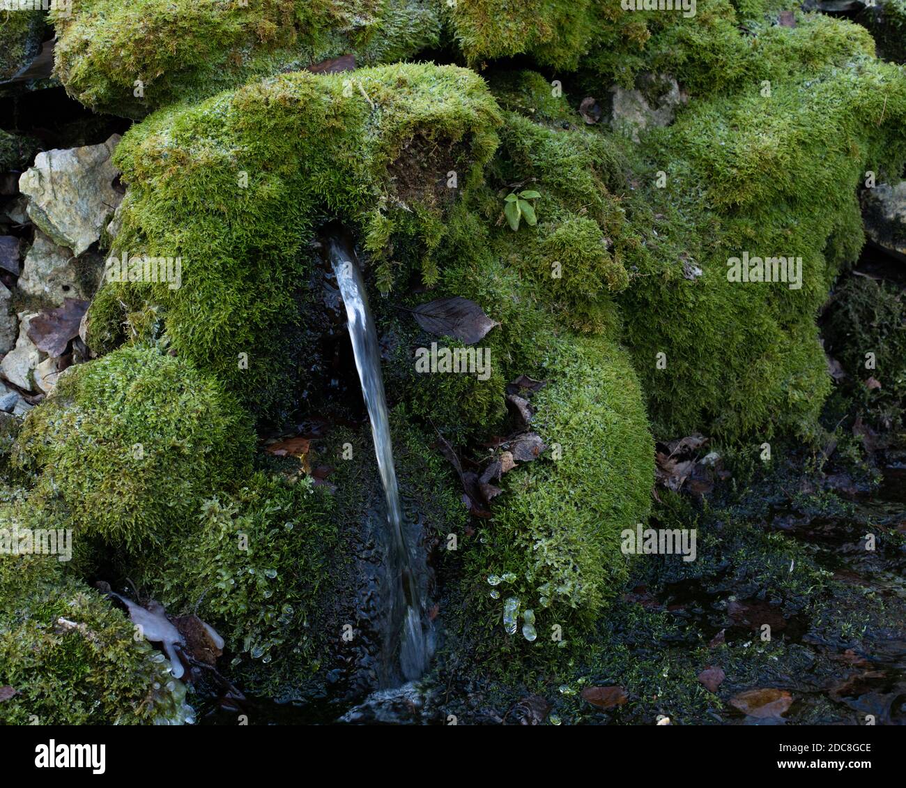 Natural spring of clean drinking water flowing among the stones covered ...