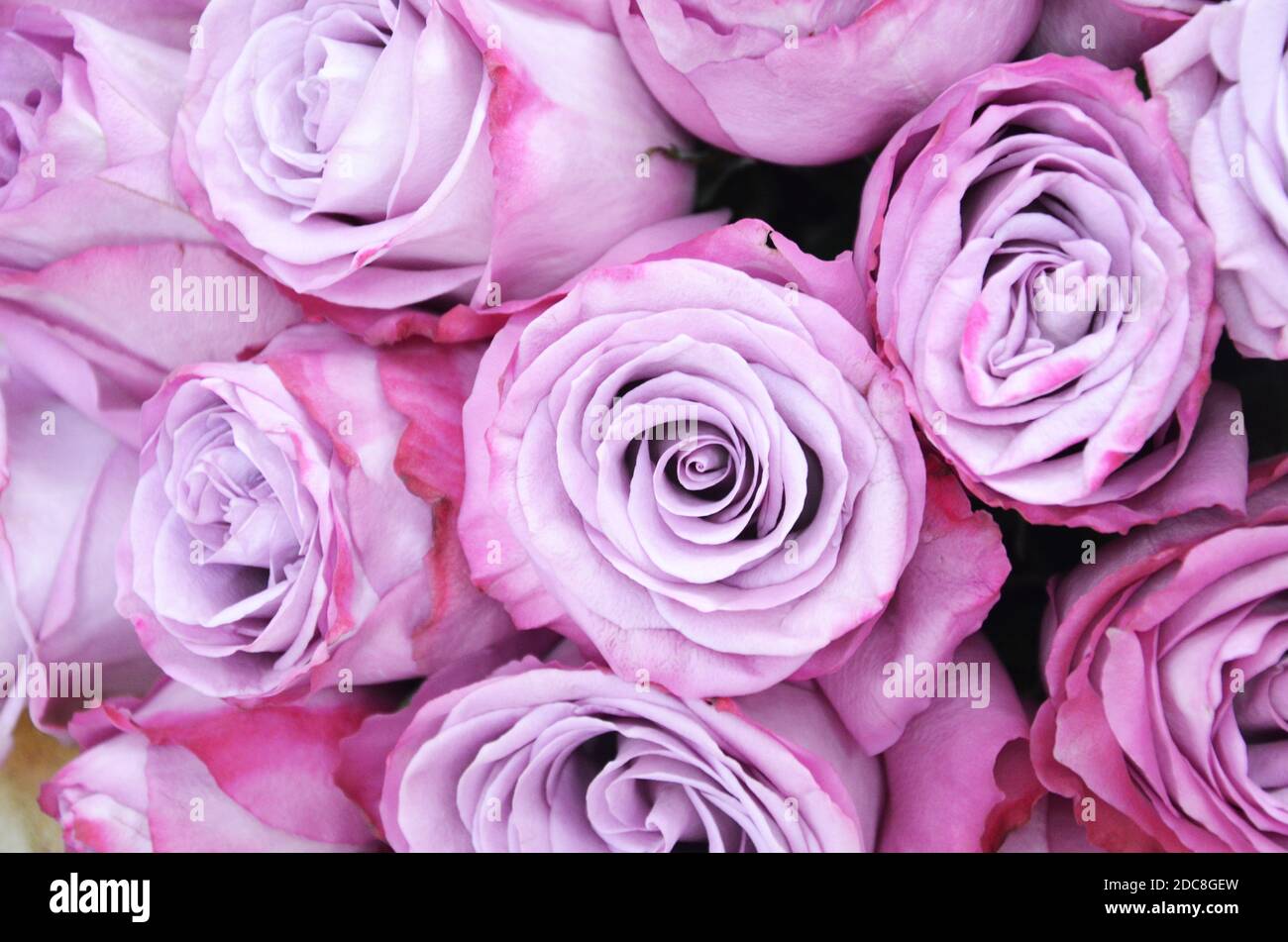 beutiful violet purple flowers background texture rose Stock Photo - Alamy