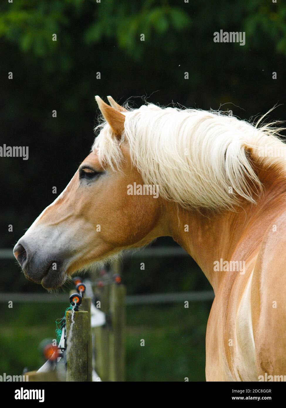 A head shot of a beautiful horse in a paddock Stock Photo - Alamy