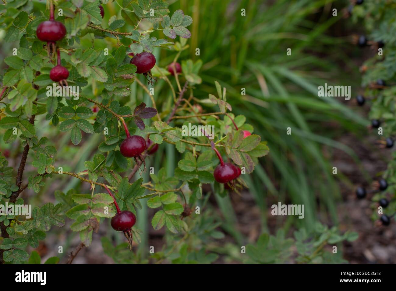Burgundy fruits of Rosa spinosissima. Ripe red berries of a scottish ...