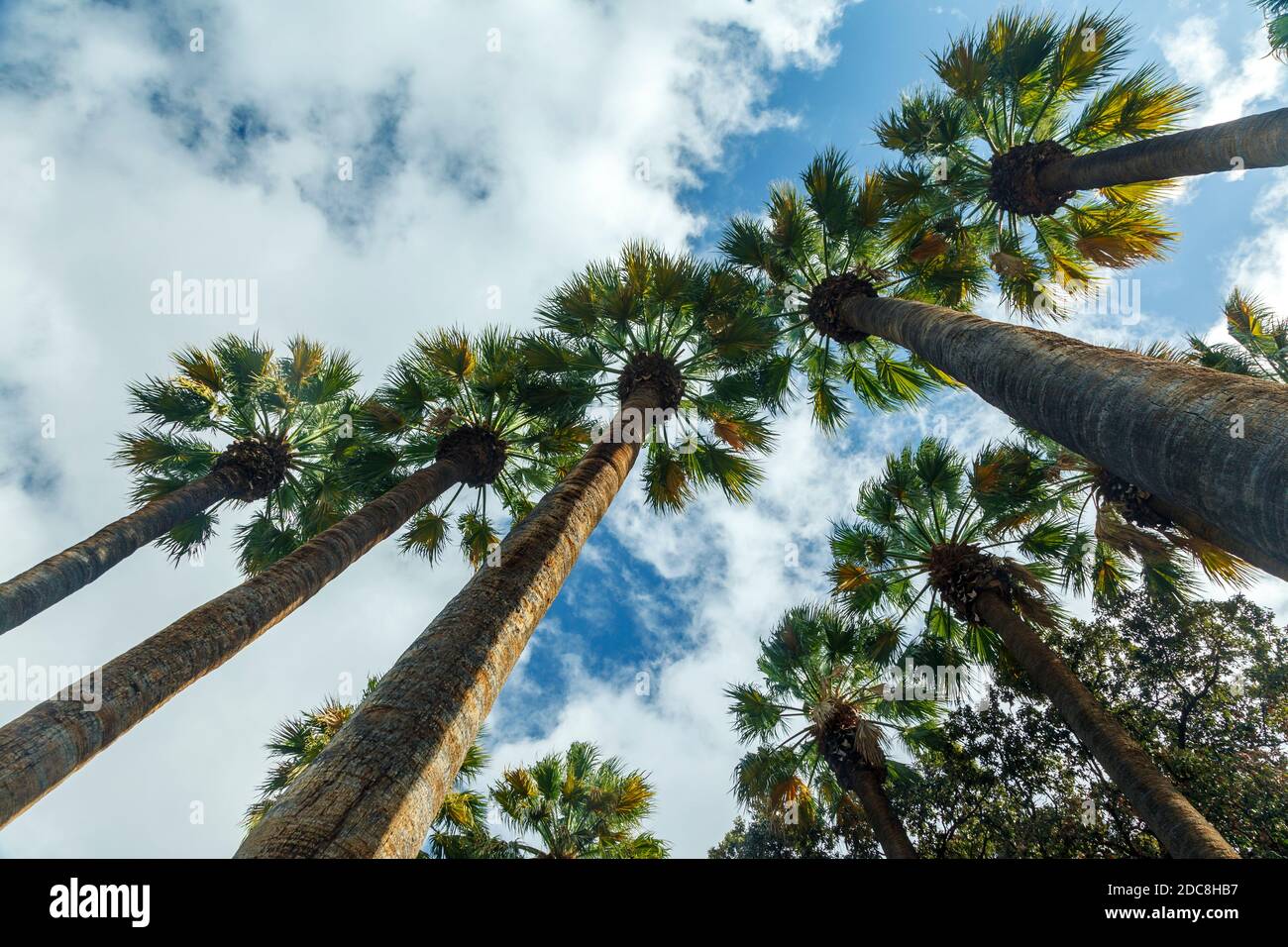 Washingtonia filifera, also known as desert fan palm, a flowering plant ...