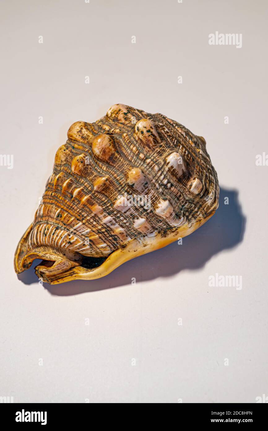 Cameo cypraecassis rufa hi-res stock photography and images - Alamy