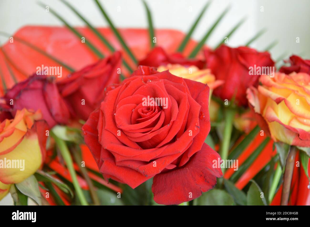 Bouquet of flowers - a composition of multi-colored roses. Background ...