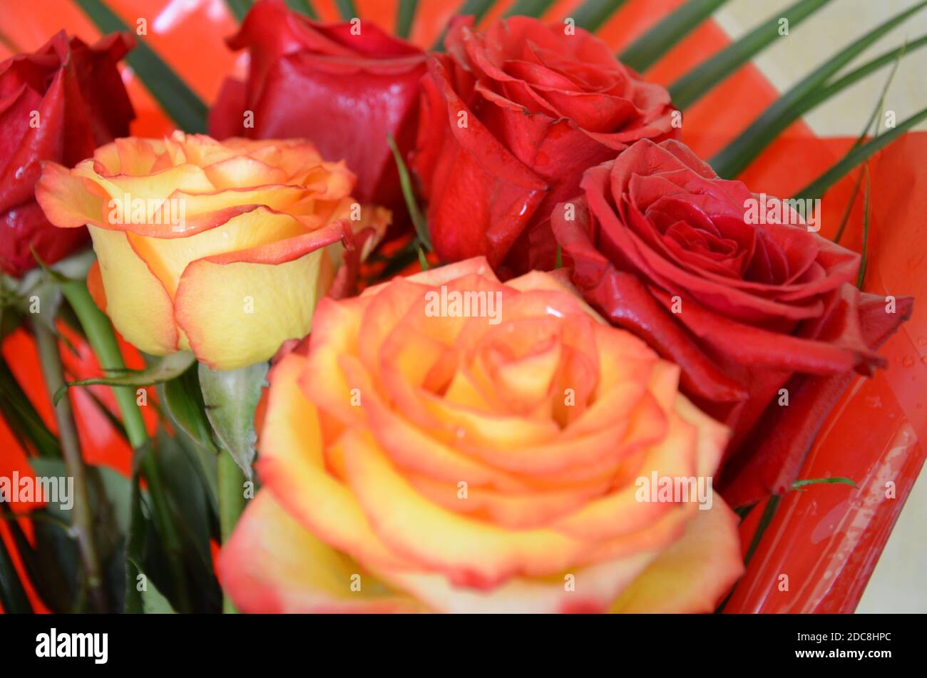 Bouquet of flowers - a composition of multi-colored roses. Background ...