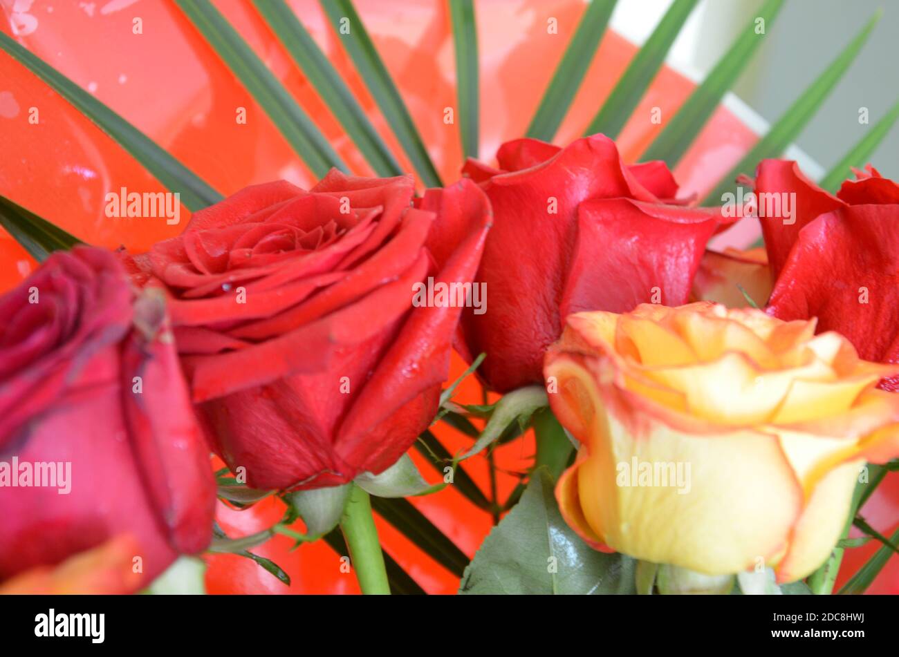 Bouquet of flowers - a composition of multi-colored roses. Background ...
