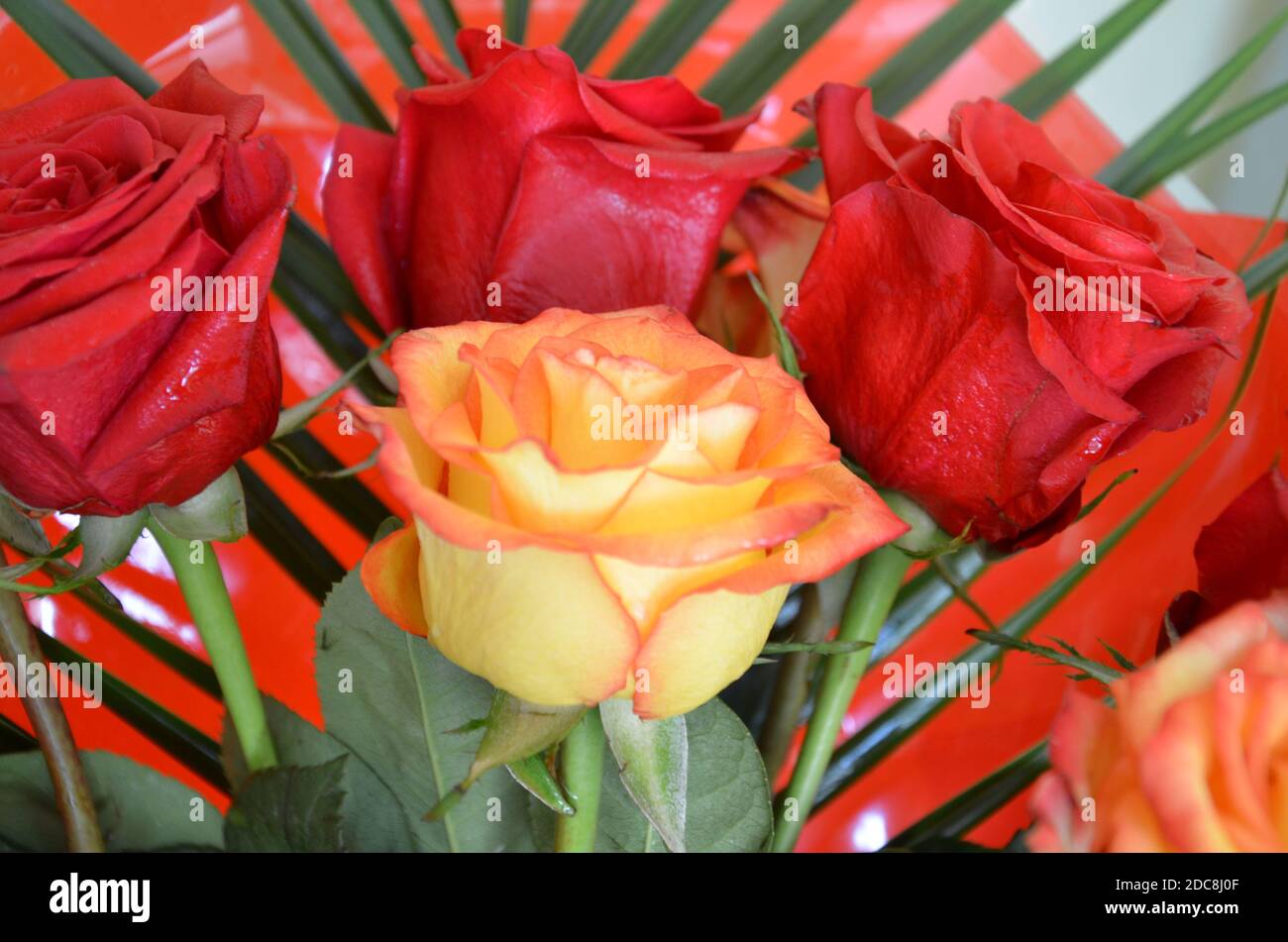 Bouquet of flowers - a composition of multi-colored roses. Background ...