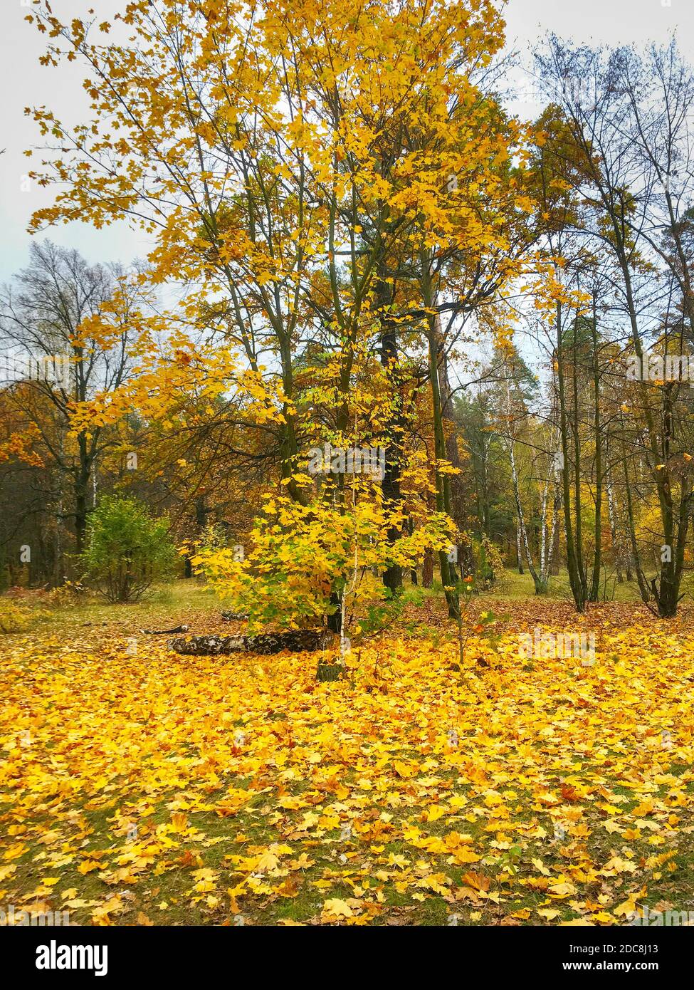 Beautiful autumn maple tree in the forest with golden leaves Stock ...