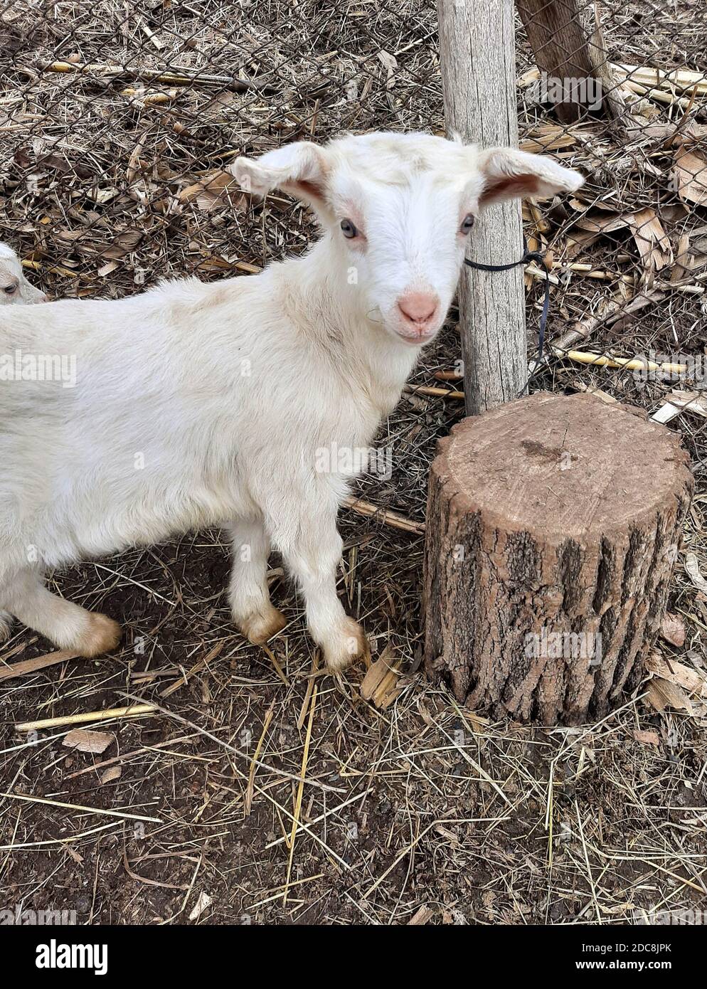 Little Goats High Resolution Stock Photography and Images - Alamy