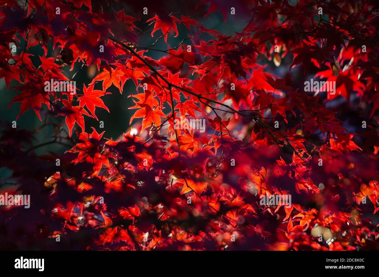 Japanese red maple tree (Acer palmatum) leaves in the sun Stock Photo ...