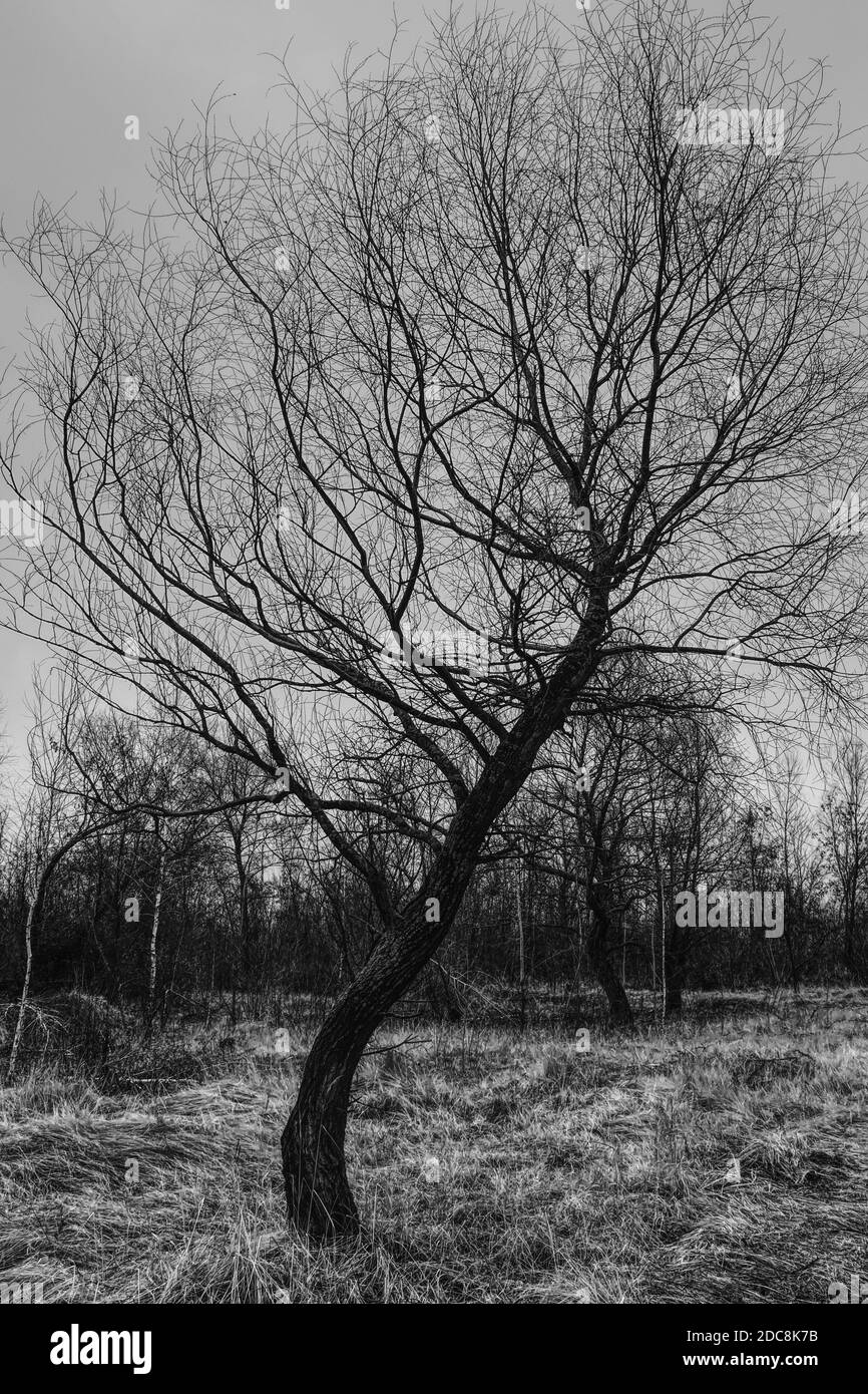 Branchy Black and White Stock Photos & Images - Alamy