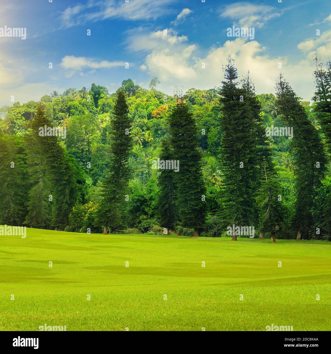 Pine hedge hi-res stock photography and images - Alamy