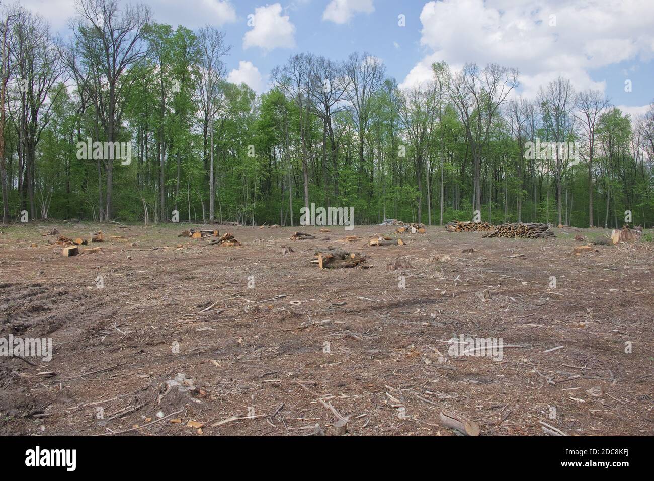 Felling site in the forest. Forest clearing. Wood harvesting Stock ...