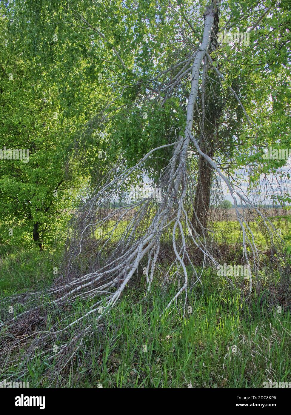 Broken trunk of a birch tree in a grove. Scenery Stock Photo - Alamy