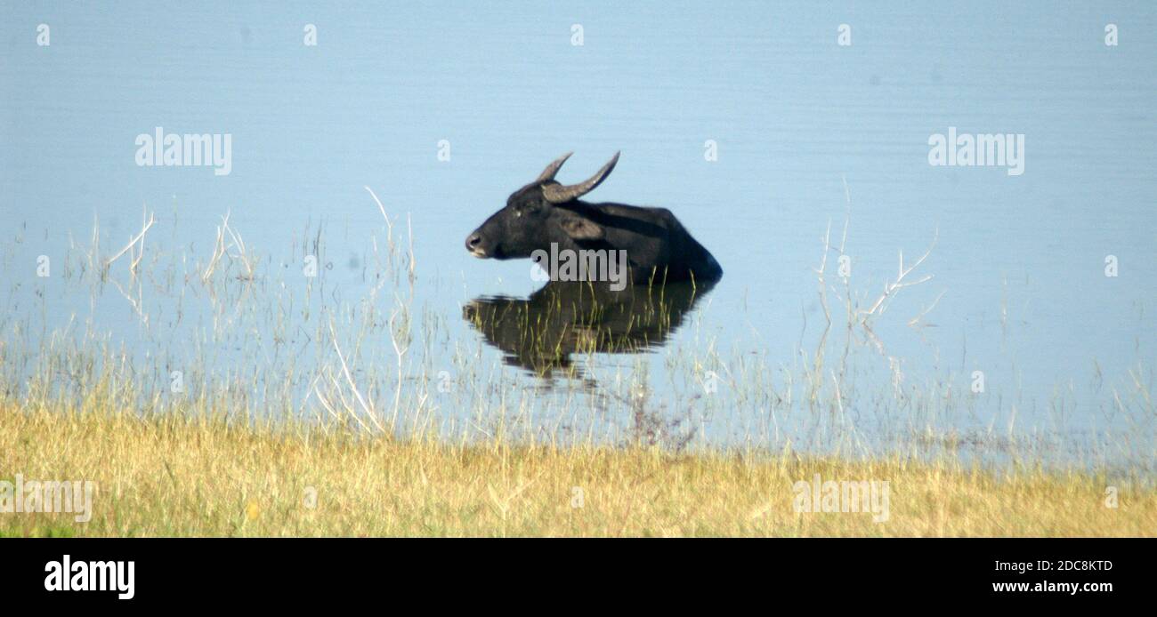 One of the last of his kind, Wild Buffalo. Uda Walawe National Park ...