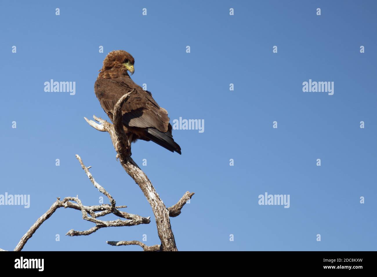 Subadult Eagle High Resolution Stock Photography and Images - Alamy