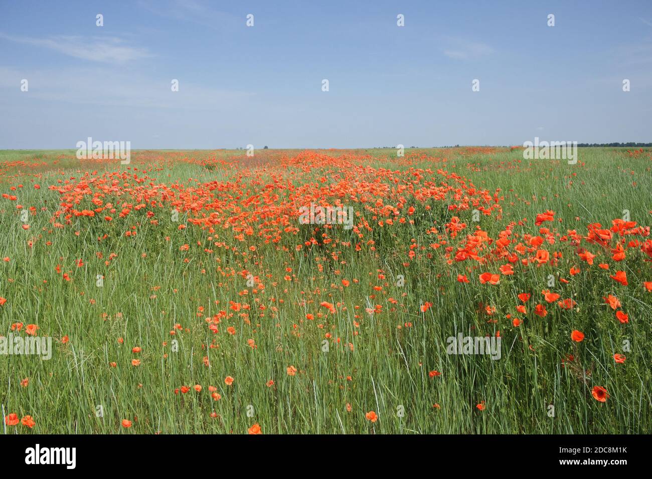 Red poppy flowers in a field on a sunny day. Clear blue sky over a ...