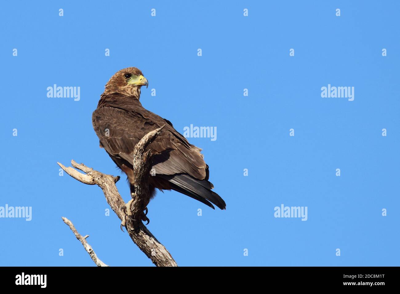 Subadult Eagle High Resolution Stock Photography and Images - Alamy