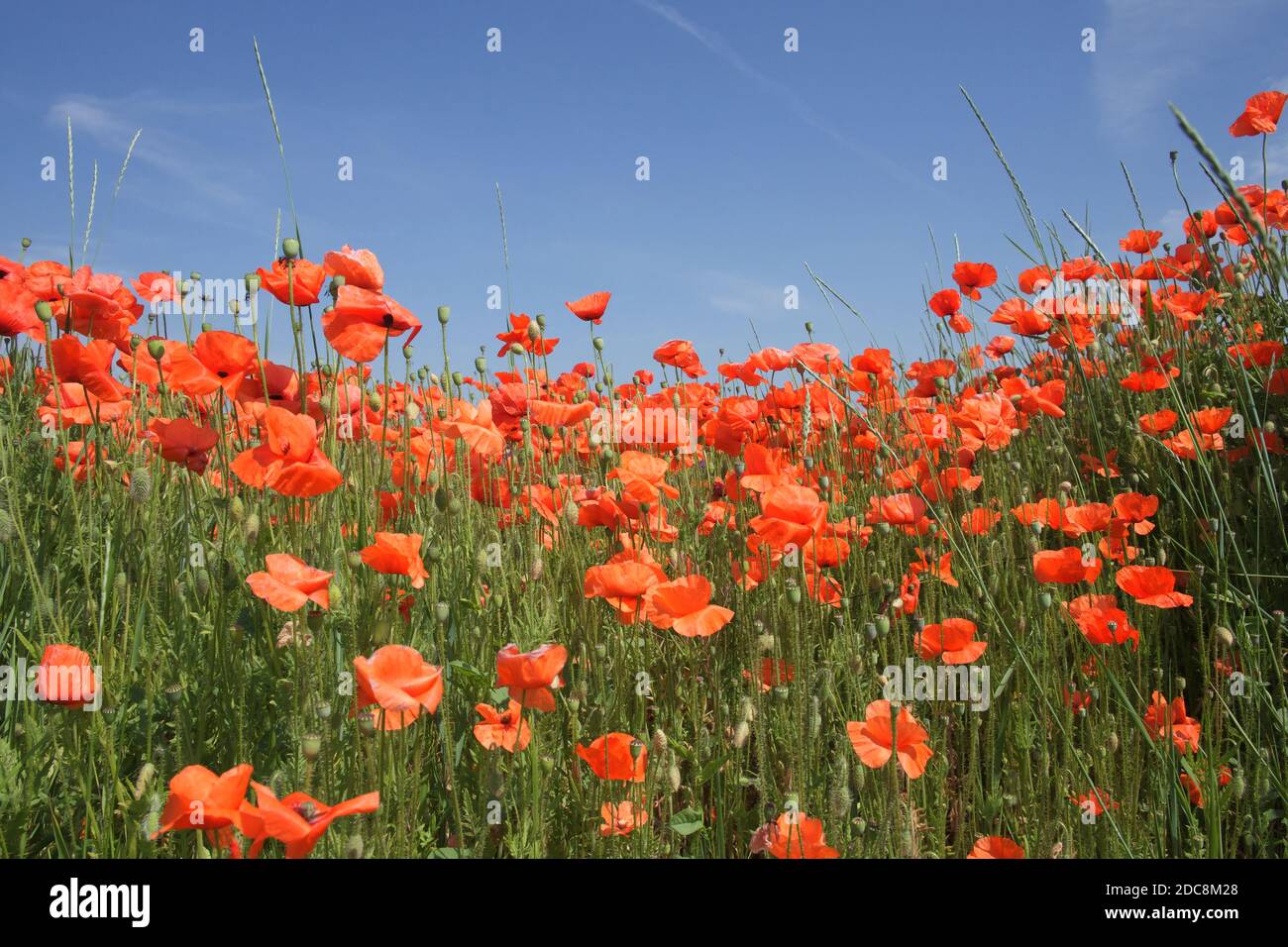 Red wildflowers hi-res stock photography and images - Alamy
