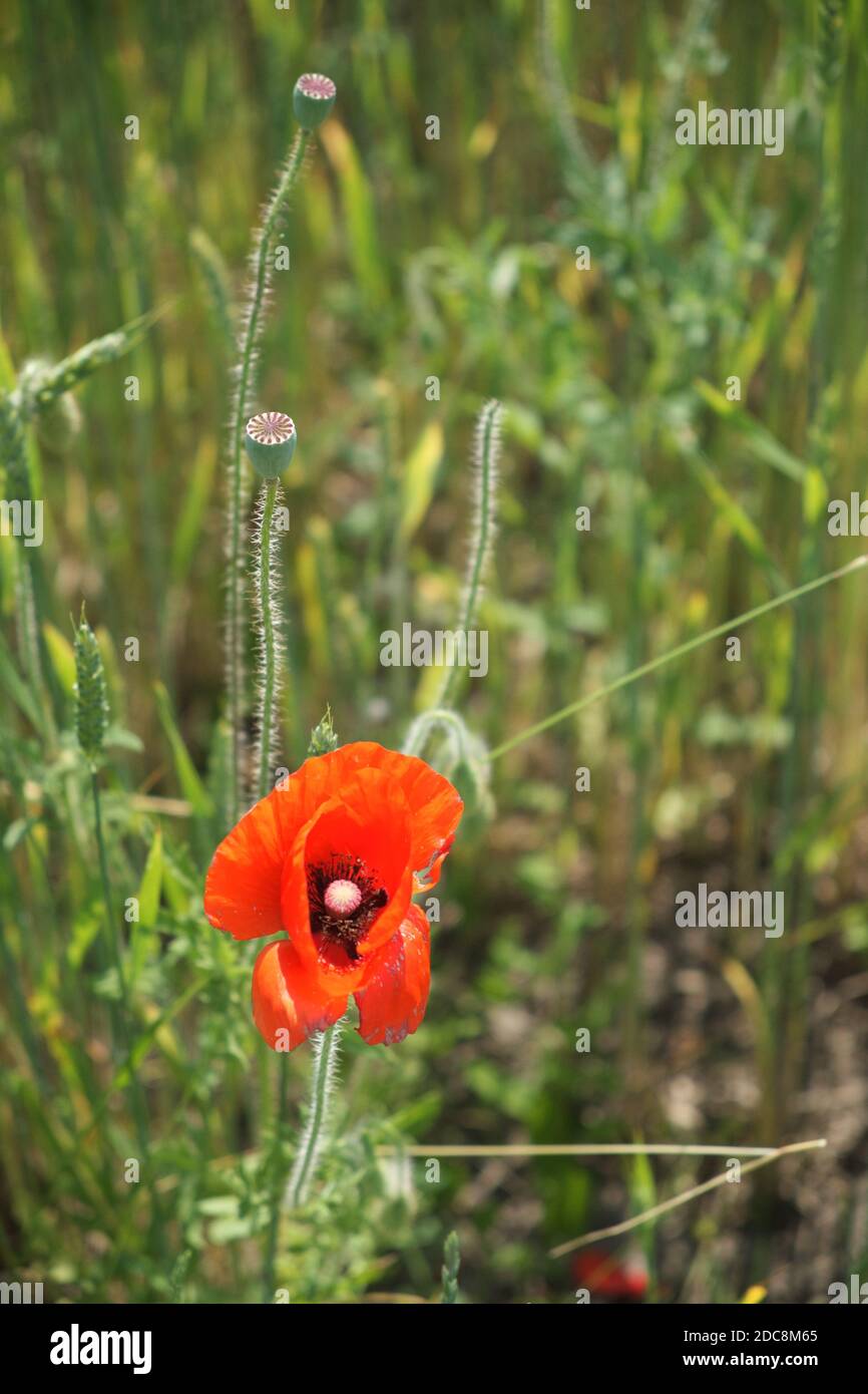 Bright red poppy flower. Wild flower with red petals Stock Photo - Alamy