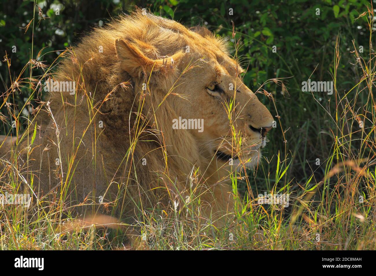 Lion head side profile hi-res stock photography and images - Alamy