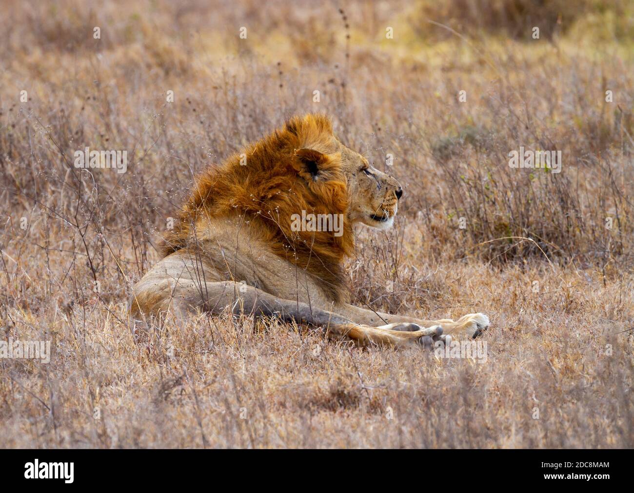 African lion (Panthera Leo), male with large mane, lies on dry scrub ...