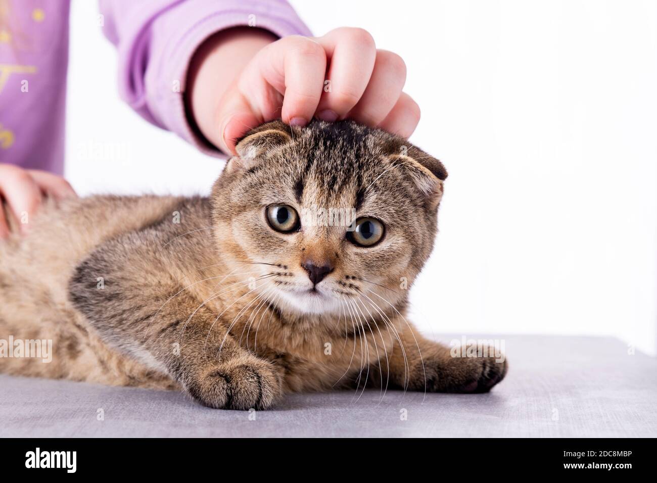 Beautiful Scottish Fold cat, in the hands of a girl on a table on a ...
