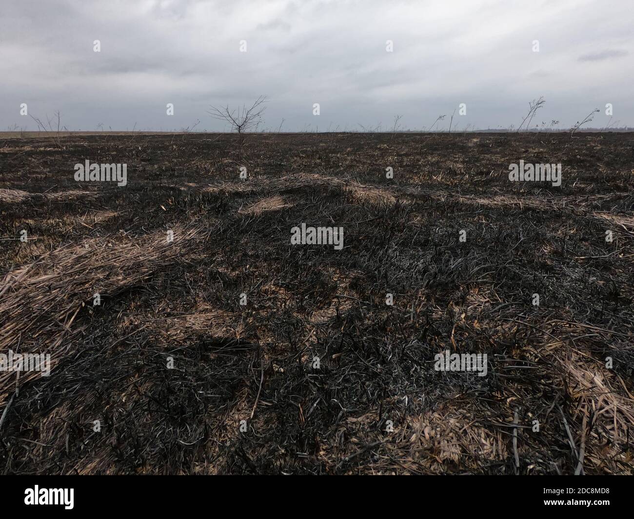 Burnt field. Place of environmental disaster. Moody landscape Stock ...