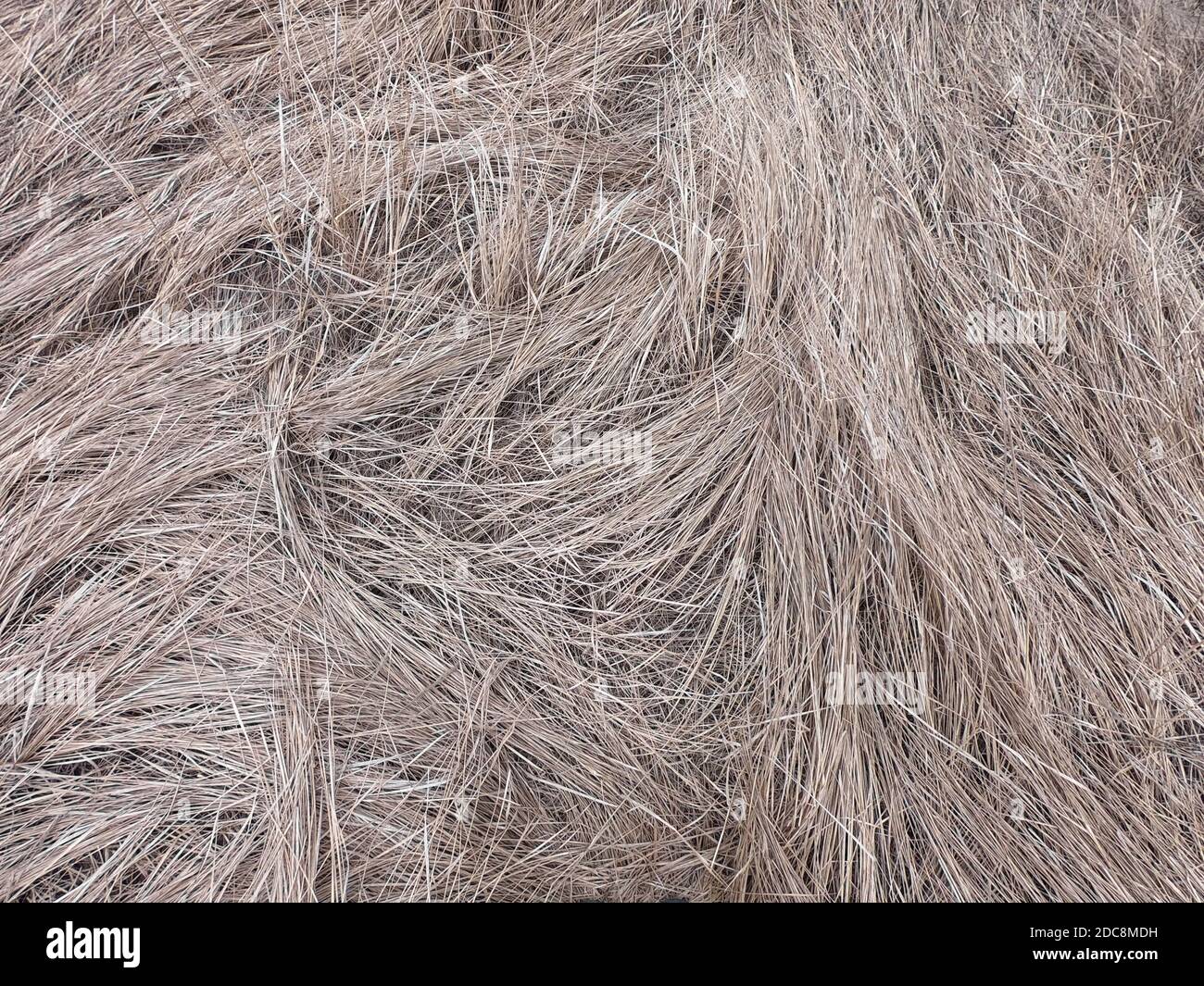 Wilted steppe grass as a background. Autumn vegetation Stock Photo - Alamy