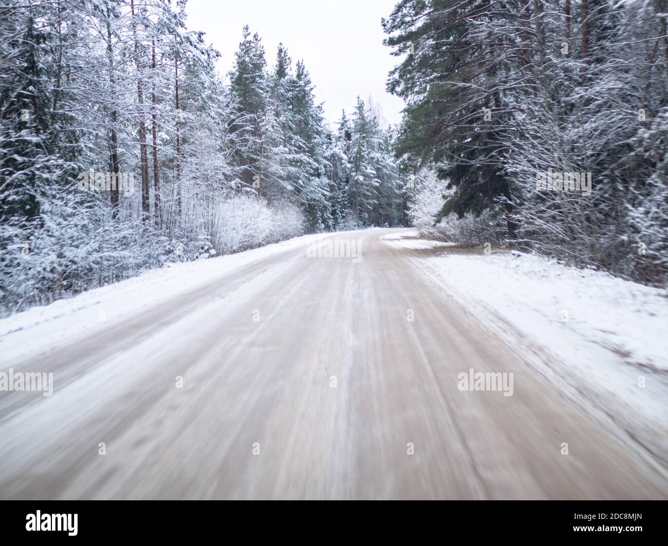 snowy road surrounded by pine trees, driving in winter snow on a ...