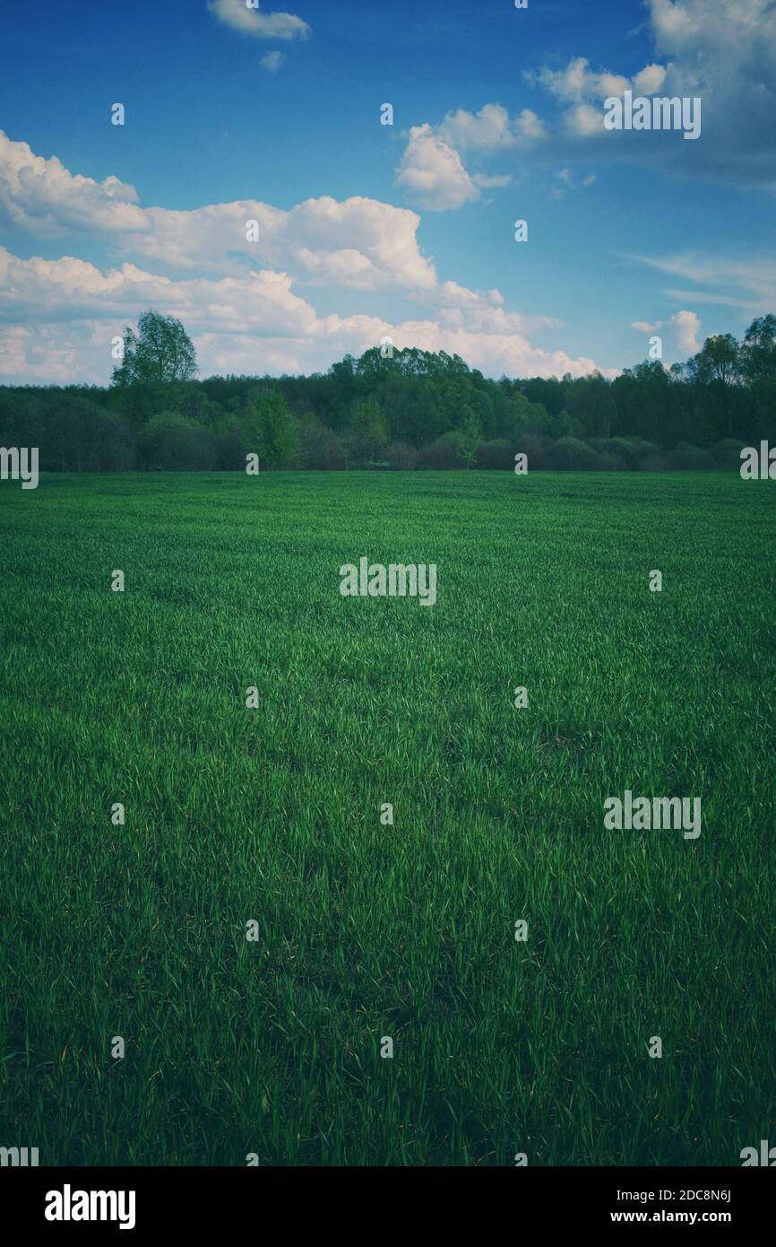 Beautiful cloudy sky over a green farm field. Fresh wheat sprouts in a ...