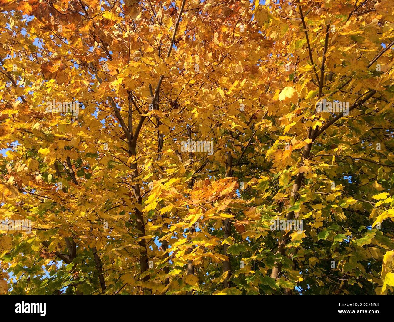 tree with yellowed leaves, dry maple leaves, branches of a tree Stock Photo - Alamy