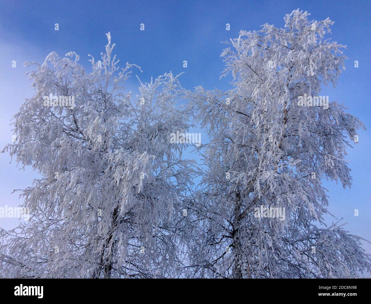 freezing day, trees in frost, snowy weather, winter landscape Stock ...