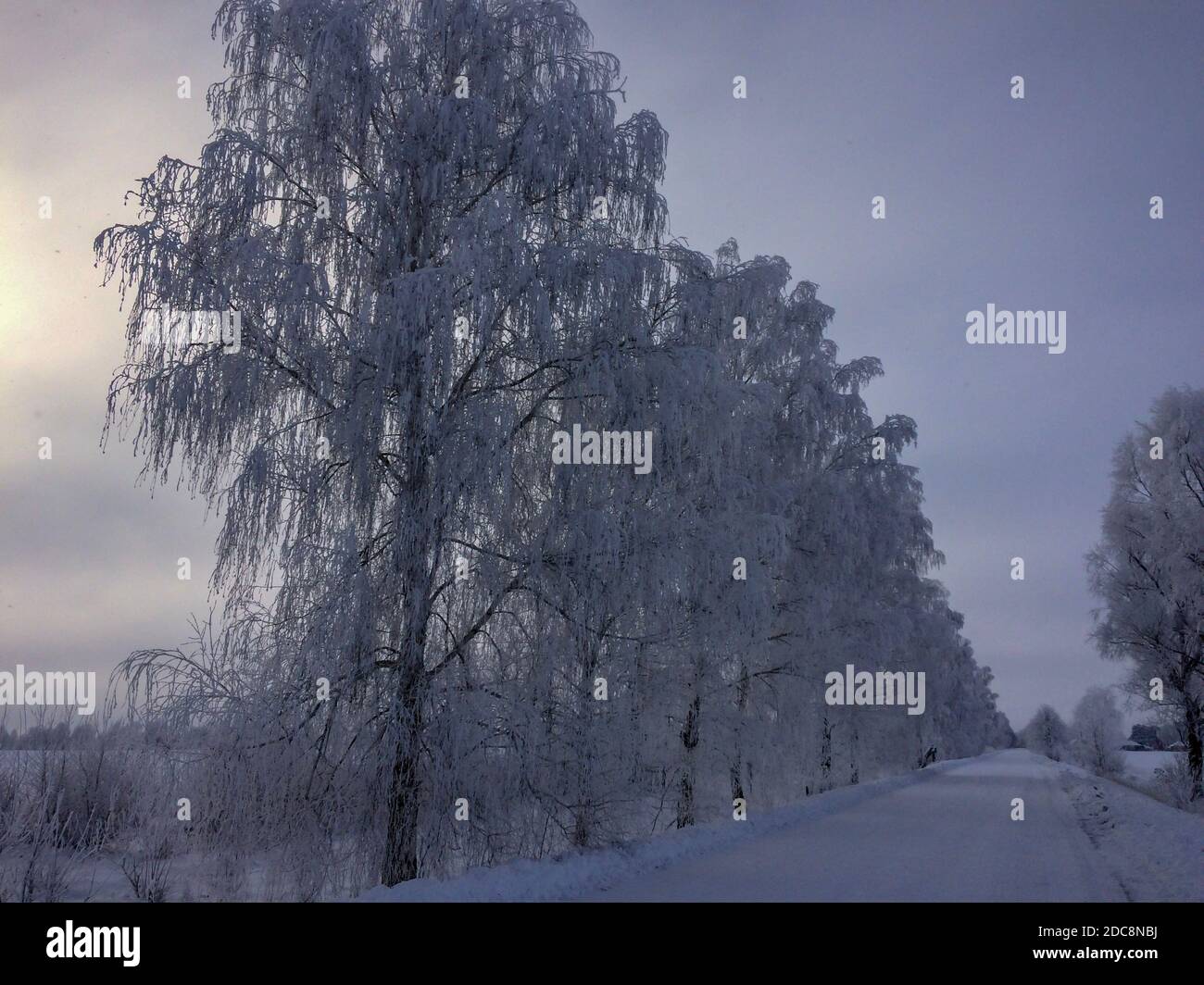 freezing day, trees in frost, snowy weather, winter landscape Stock ...