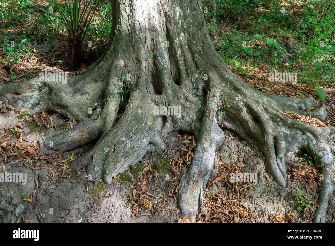 Thick roots of the old tree in the forest Stock Photo - Alamy