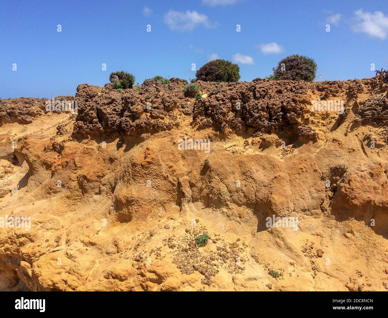 wilderness areas, desert area, brown sand, rare trees in the background ...
