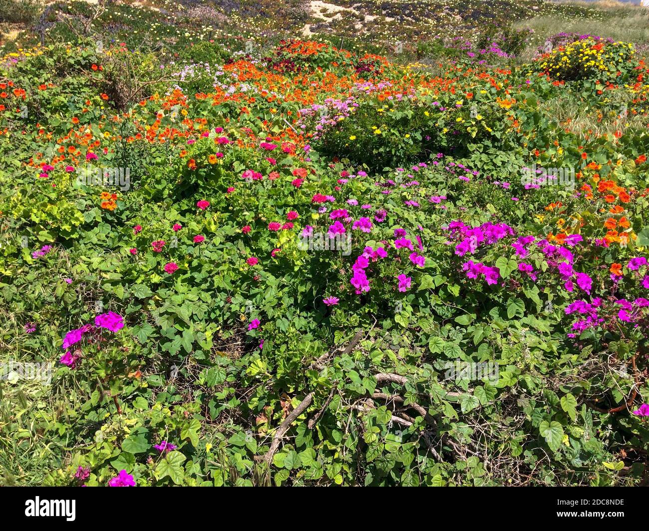 Different blooming flowers tree hi-res stock photography and images - Alamy