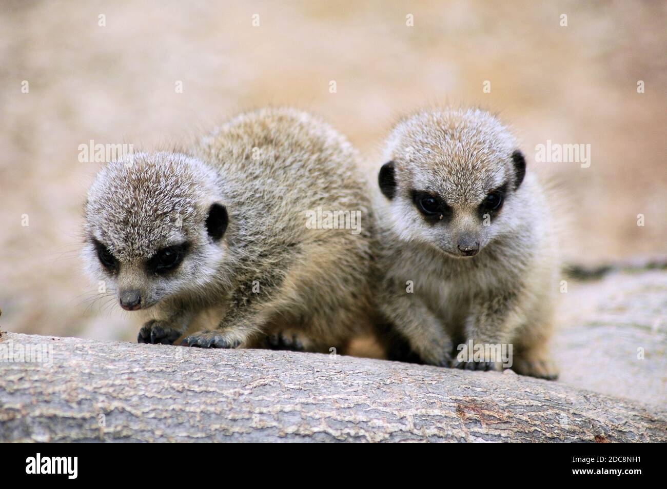 Baby suricate hi-res stock photography and images - Alamy