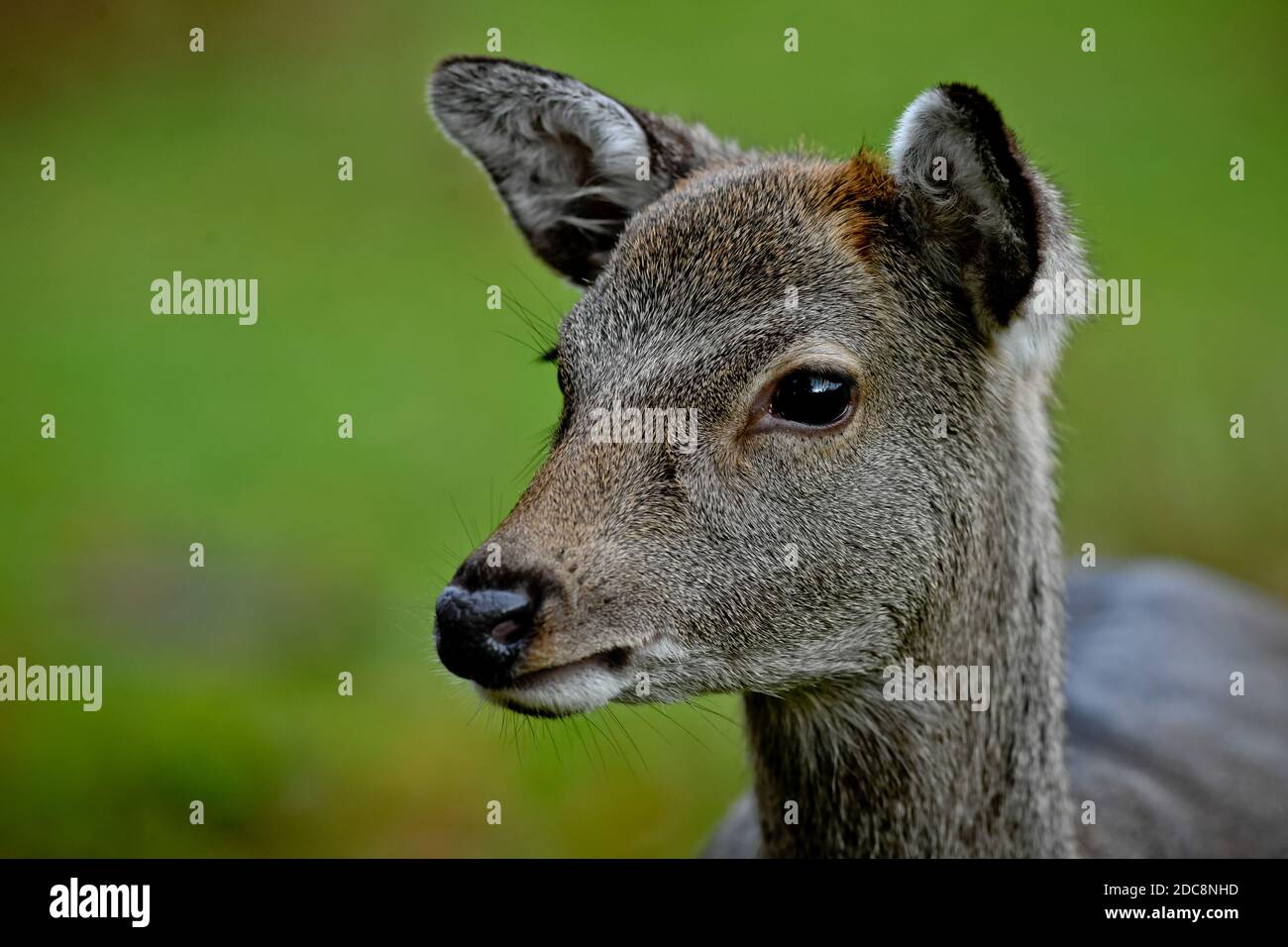 A selective focus closeup of a cute baby deer Stock Photo - Alamy