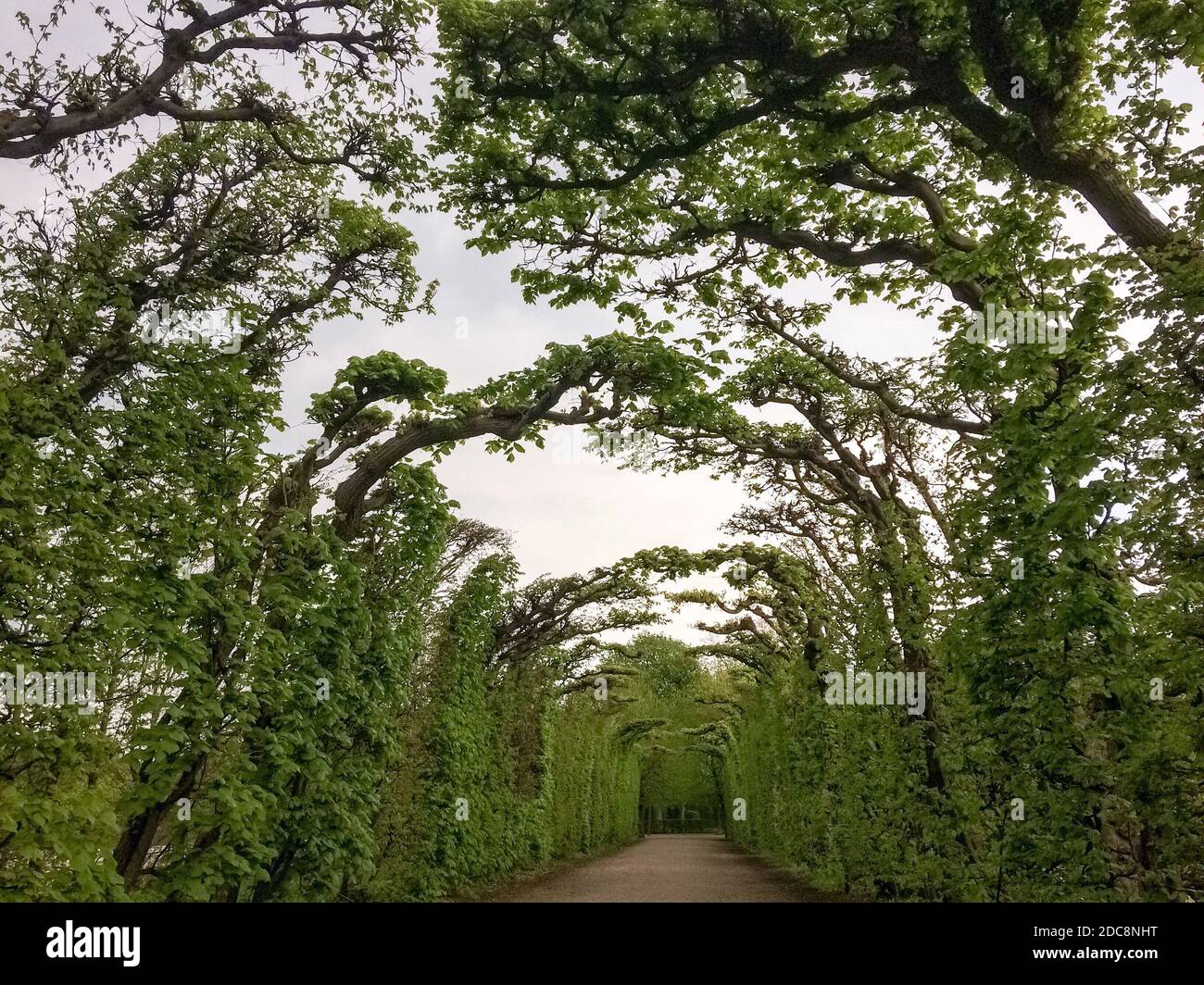 tunnel of twisted branches, tunnel of intertwined tree branches, cloudy ...