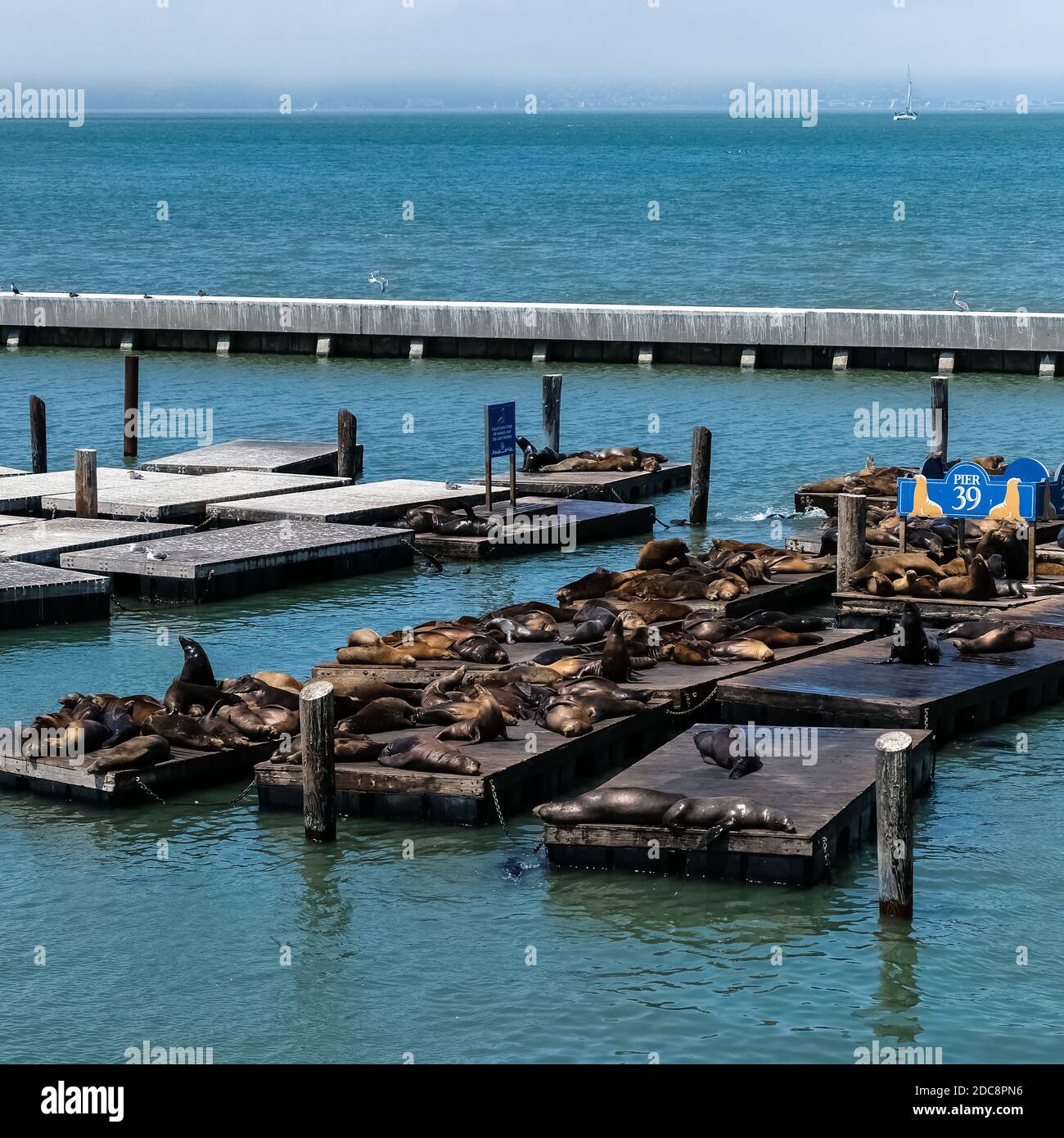 San Francisco Pier 39 with sea lions on the piers and people watching ...
