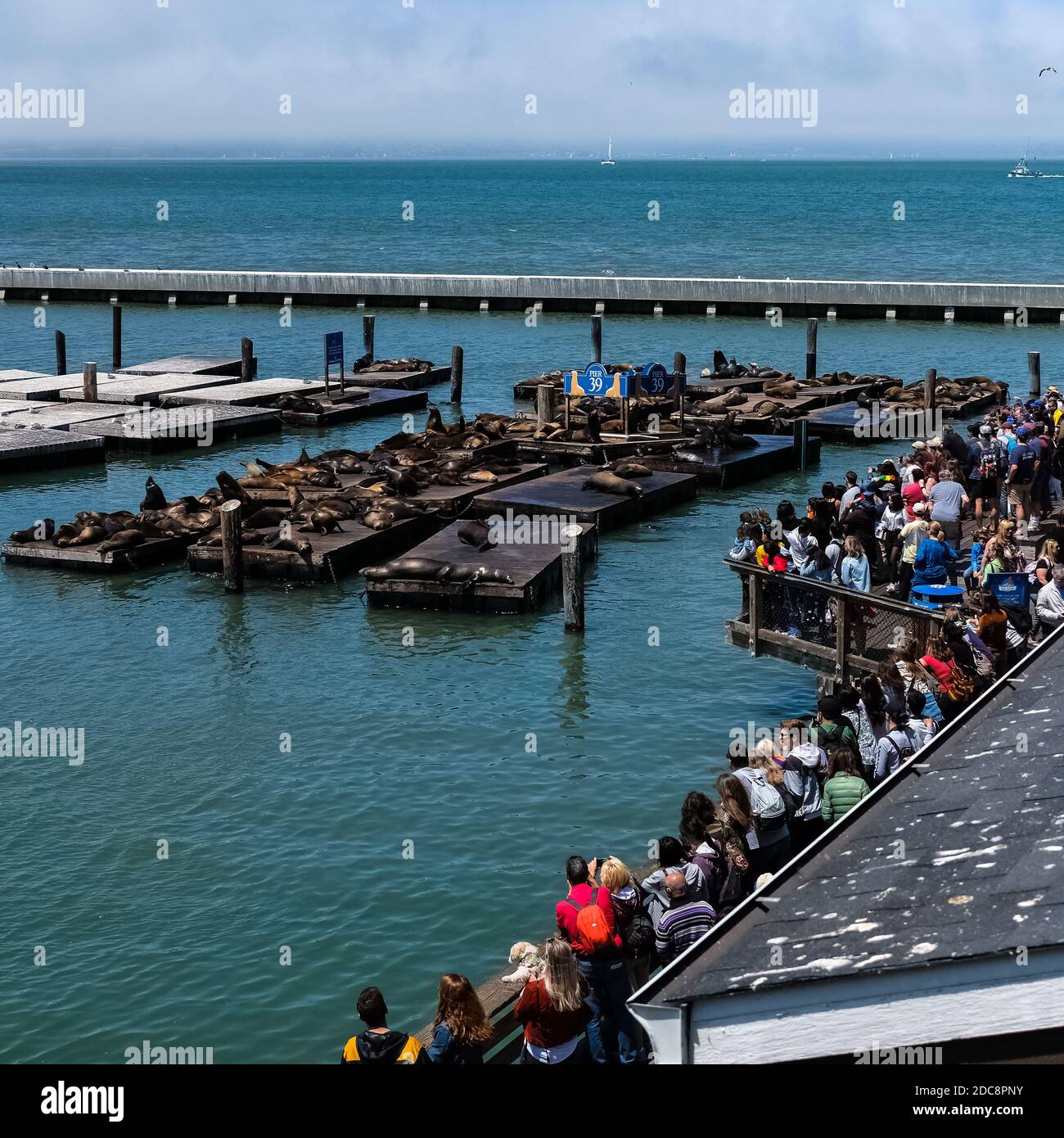 San Francisco Pier 39 with sea lions on the piers and people watching ...
