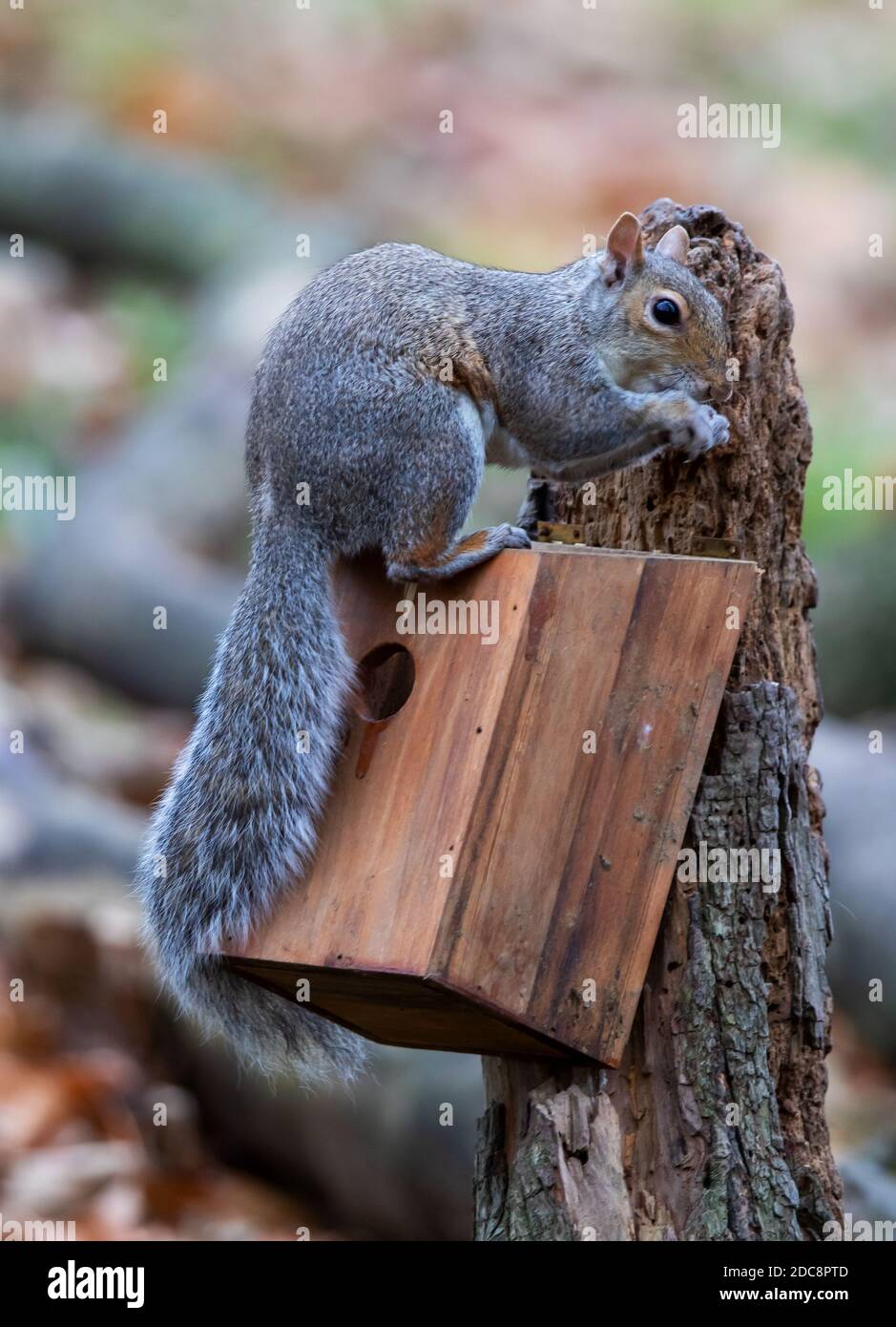 Grey Squirrel feeding on nuts in an old bird box Stock Photo - Alamy
