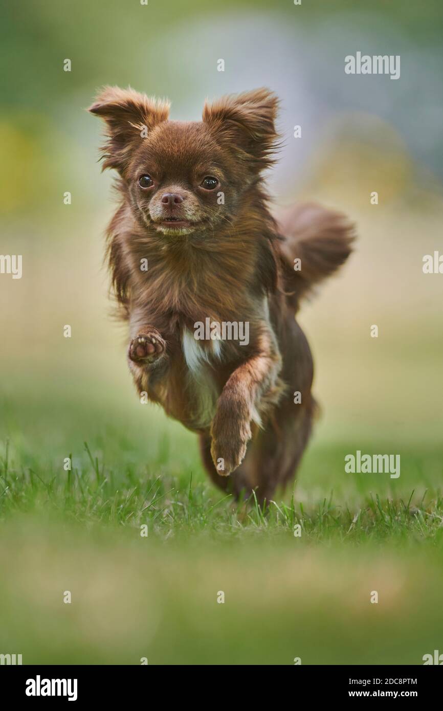 Chihuahua running hi-res stock photography and images - Alamy
