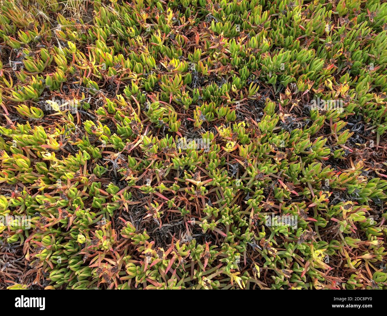 strange plants intertwined, many strange plants intertwined on the ...