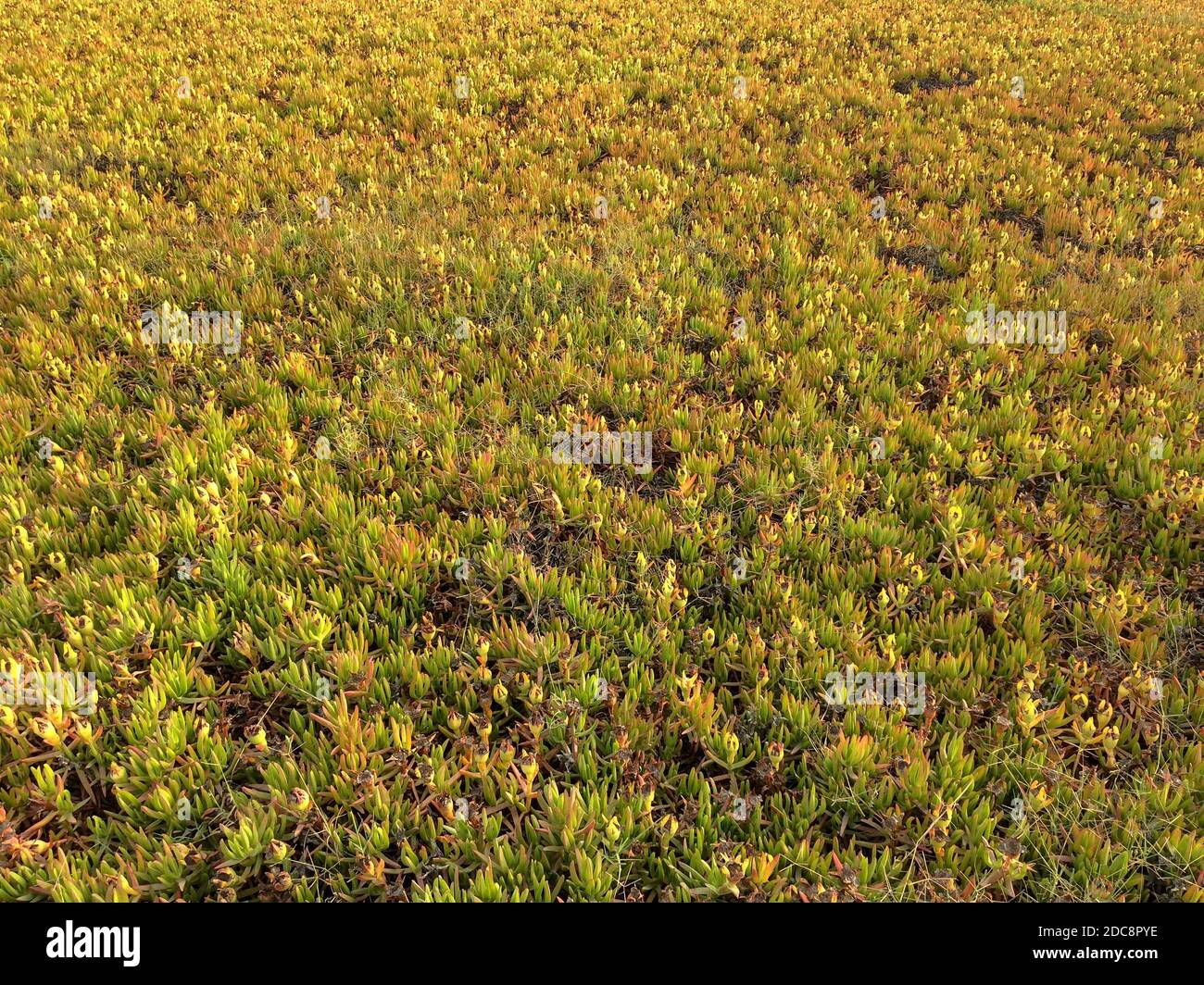 withering plants, background of wilting plants, field plants, thick ...