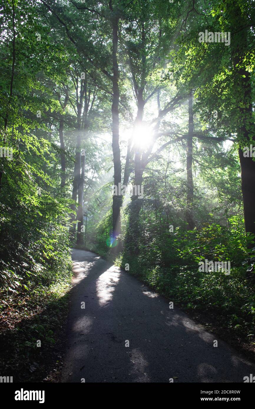 Light shining through the foliage of a forest in the morning with a ...